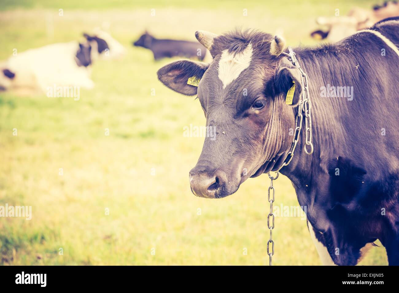 Vintage photo of cow on pasture. Animal portrait of polish cows Stock ...