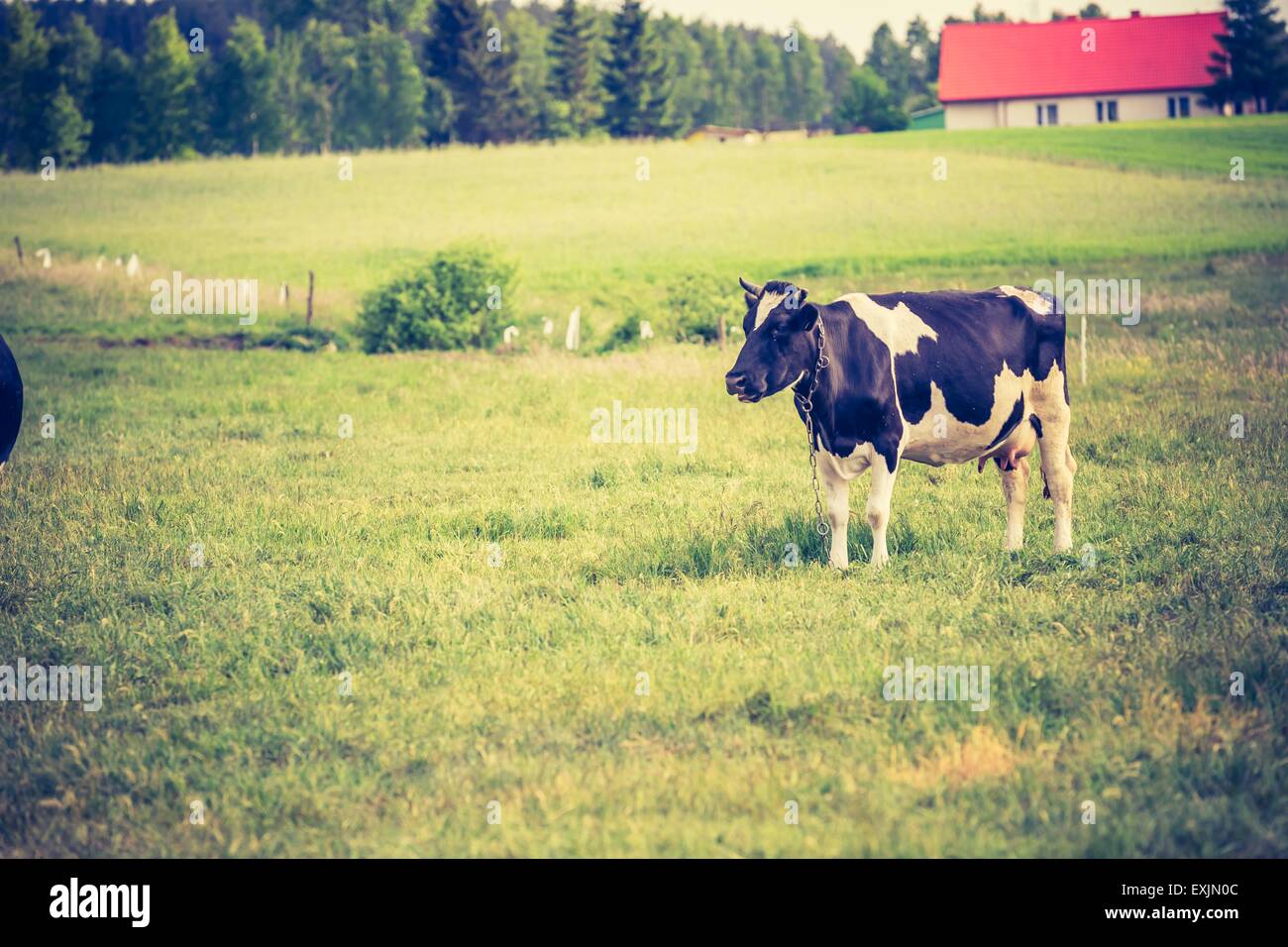 Vintage photo of cow on pasture. Animal portrait of polish cows Stock ...
