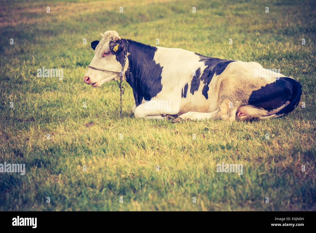 Vintage photo of cow on pasture. Animal portrait of polish cows Stock ...