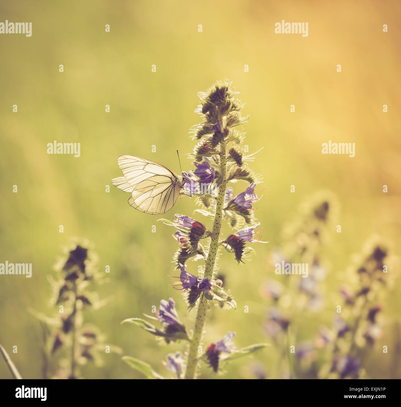 Vintage photo of beautiful butterfly sitting on plant. european insect ...