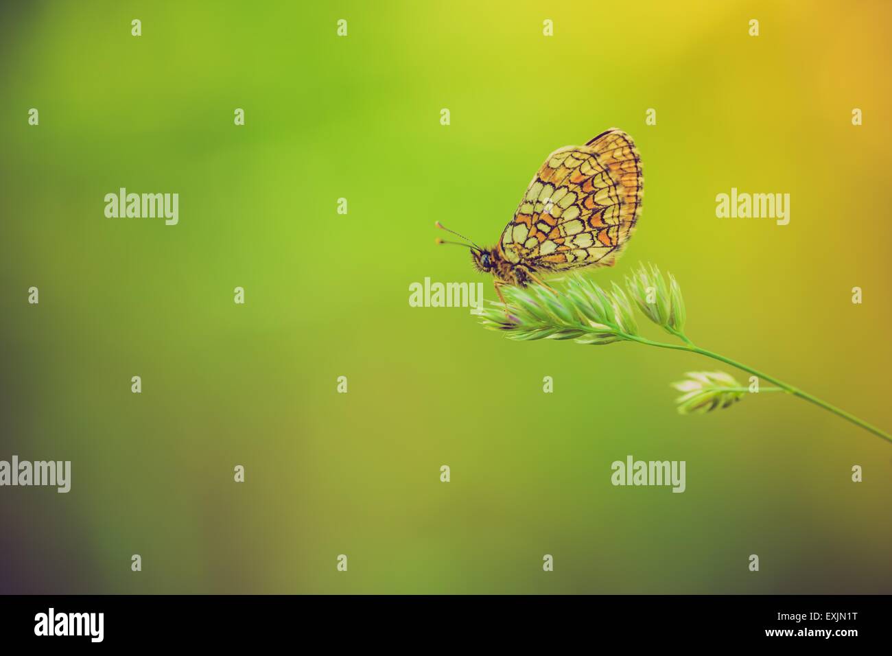 Vintage photo of beautiful butterfly sitting on plant. european insect ...