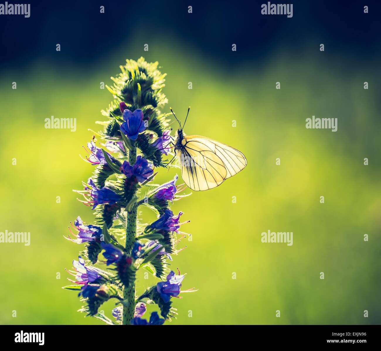 Vintage photo of beautiful butterfly sitting on plant. european insect ...