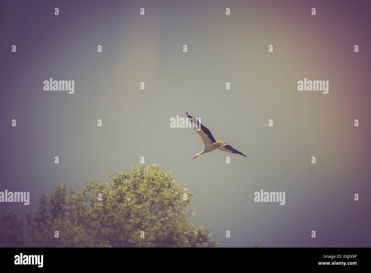 Vintage photo of stork flying on blue sky background. Beautiful stork ...