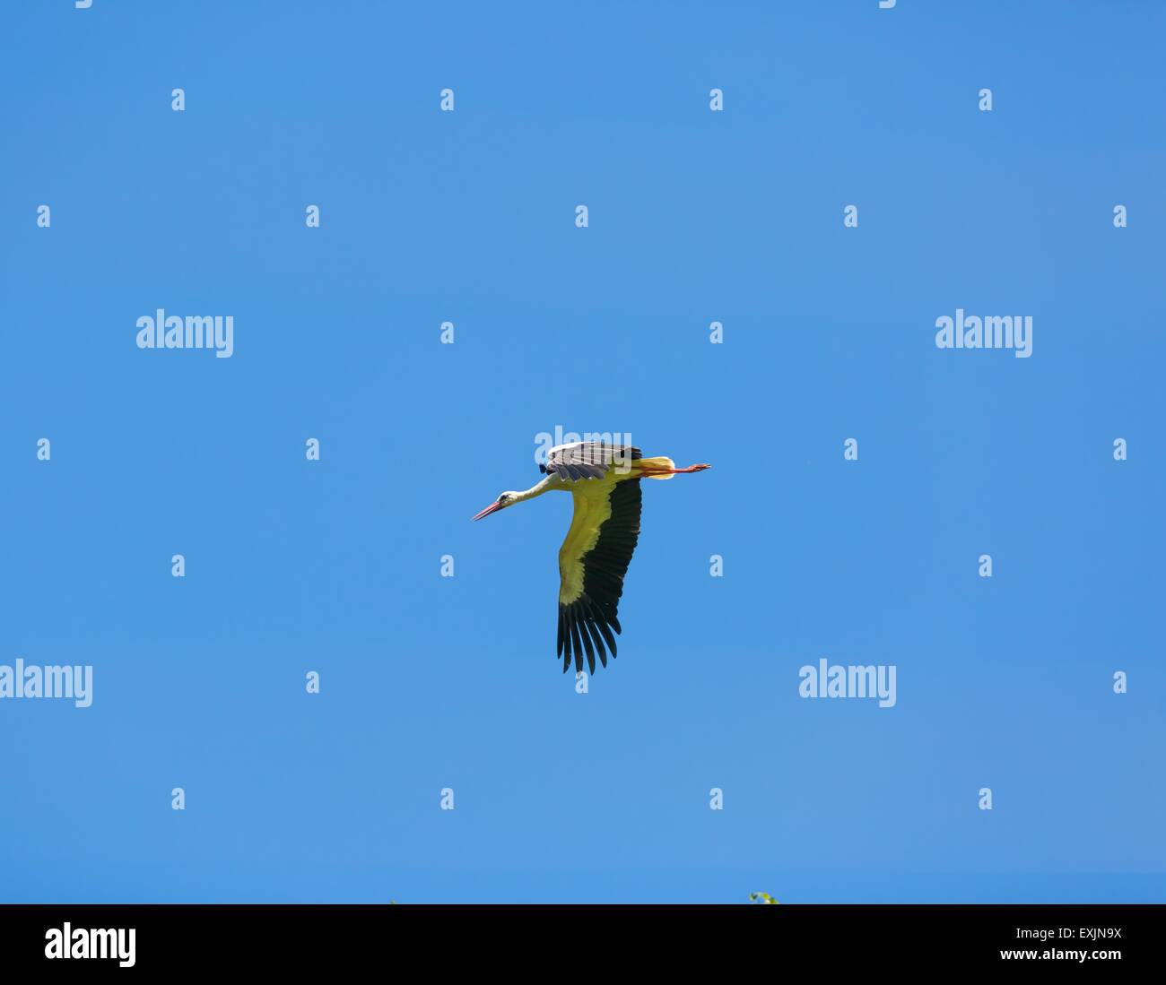 Stork flying on blue sky background. Beautiful stork bird photographed ...