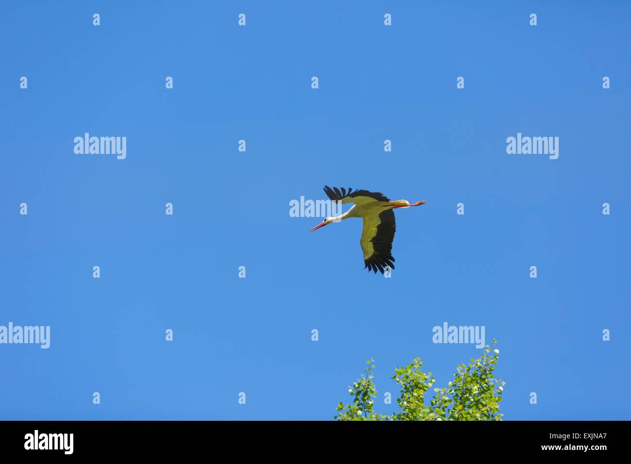 Stork flying on blue sky background. Beautiful stork bird photographed ...