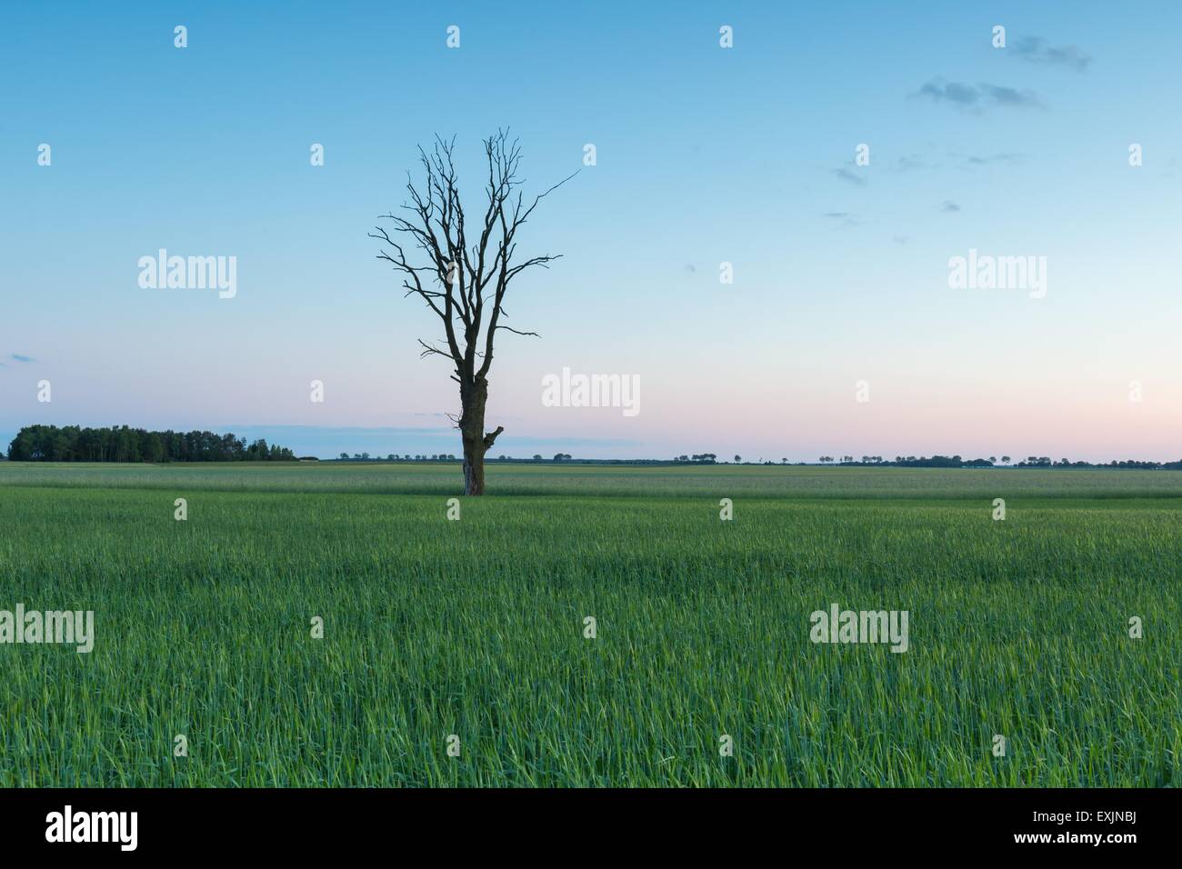 Beautiful young green field at late springtime photographed after ...