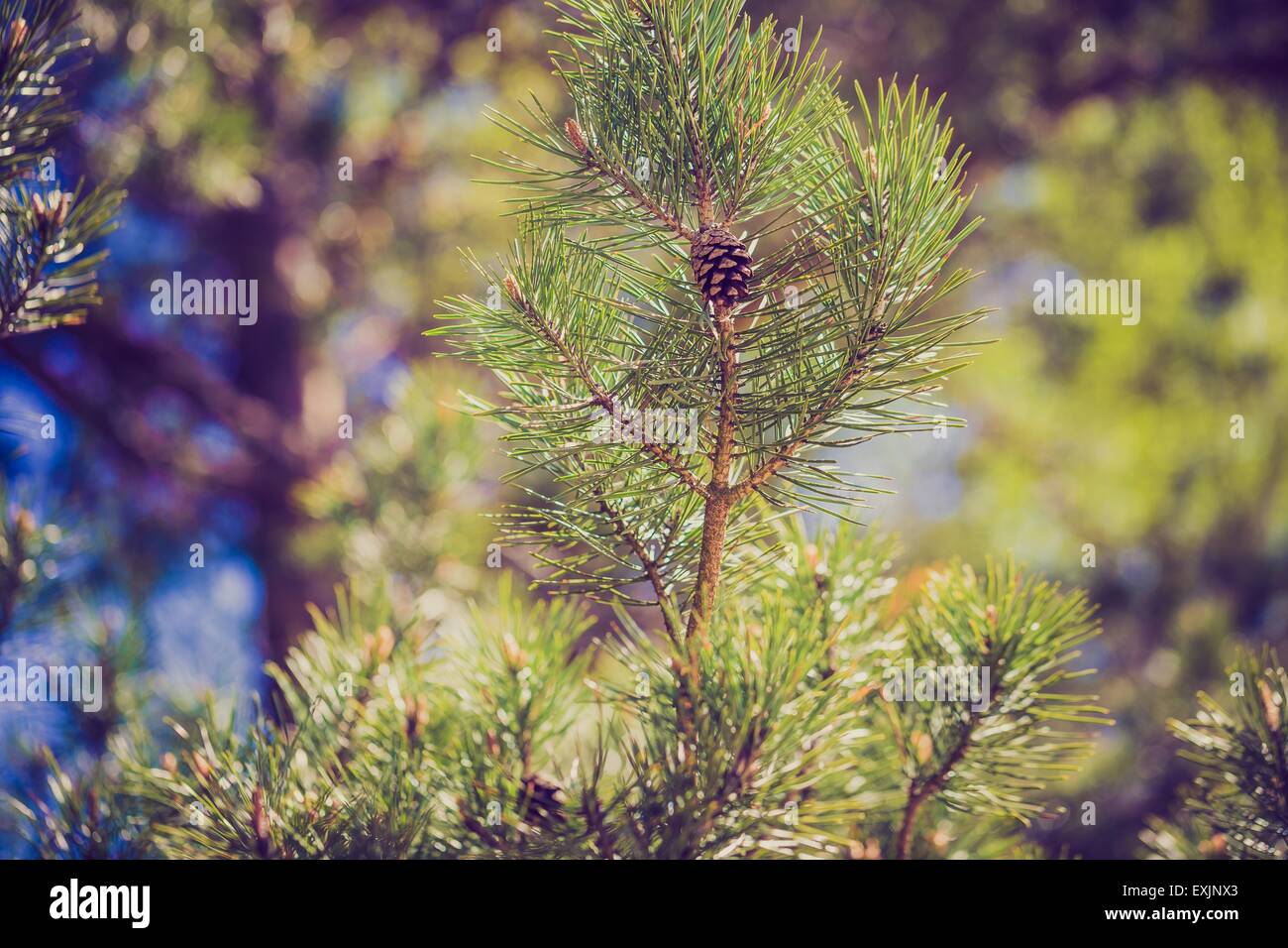 Pine forest with vintage mood effect. Close up of pine trees in summer ...