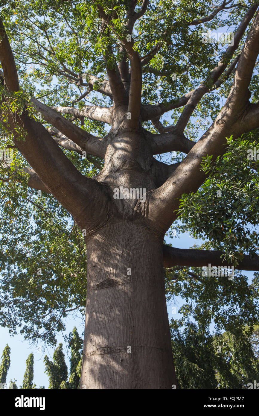 The sacred tree Stock Photo - Alamy