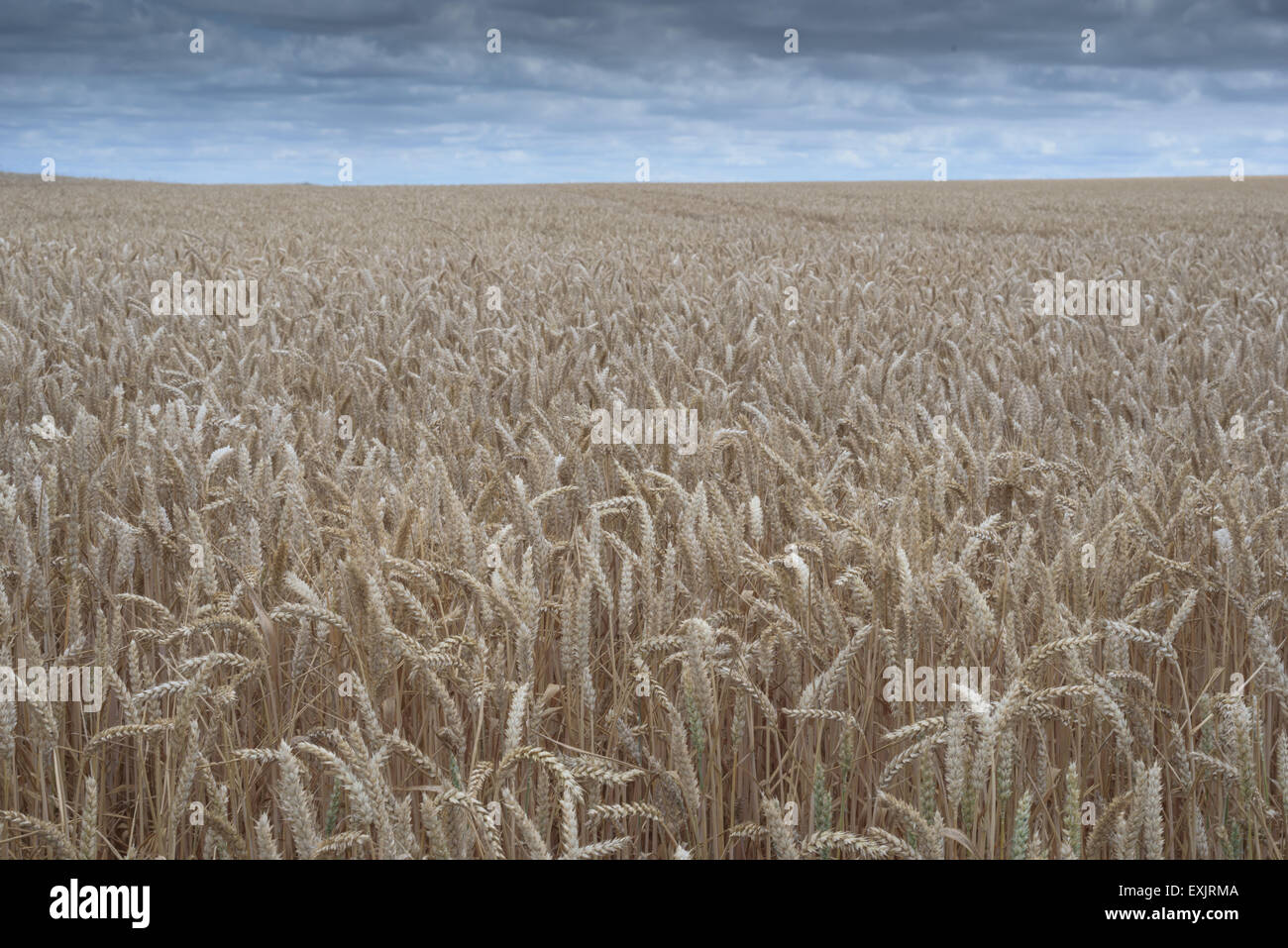 Dry wheat field closeup with nobody with blue cloudy sky Stock Photo ...