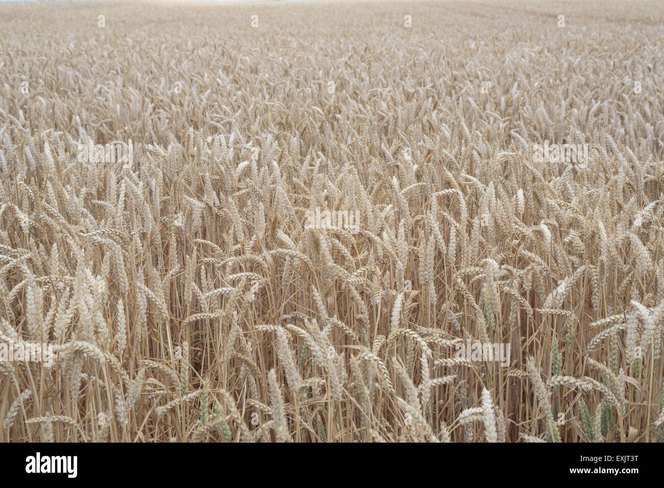 Dry wheat field closeup with nobody Stock Photo - Alamy