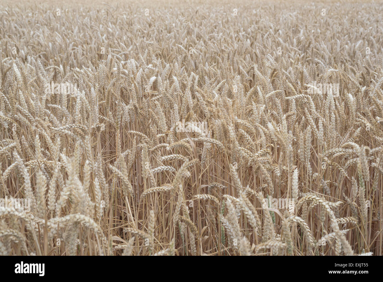 Dry wheat field closeup with nobody Stock Photo - Alamy