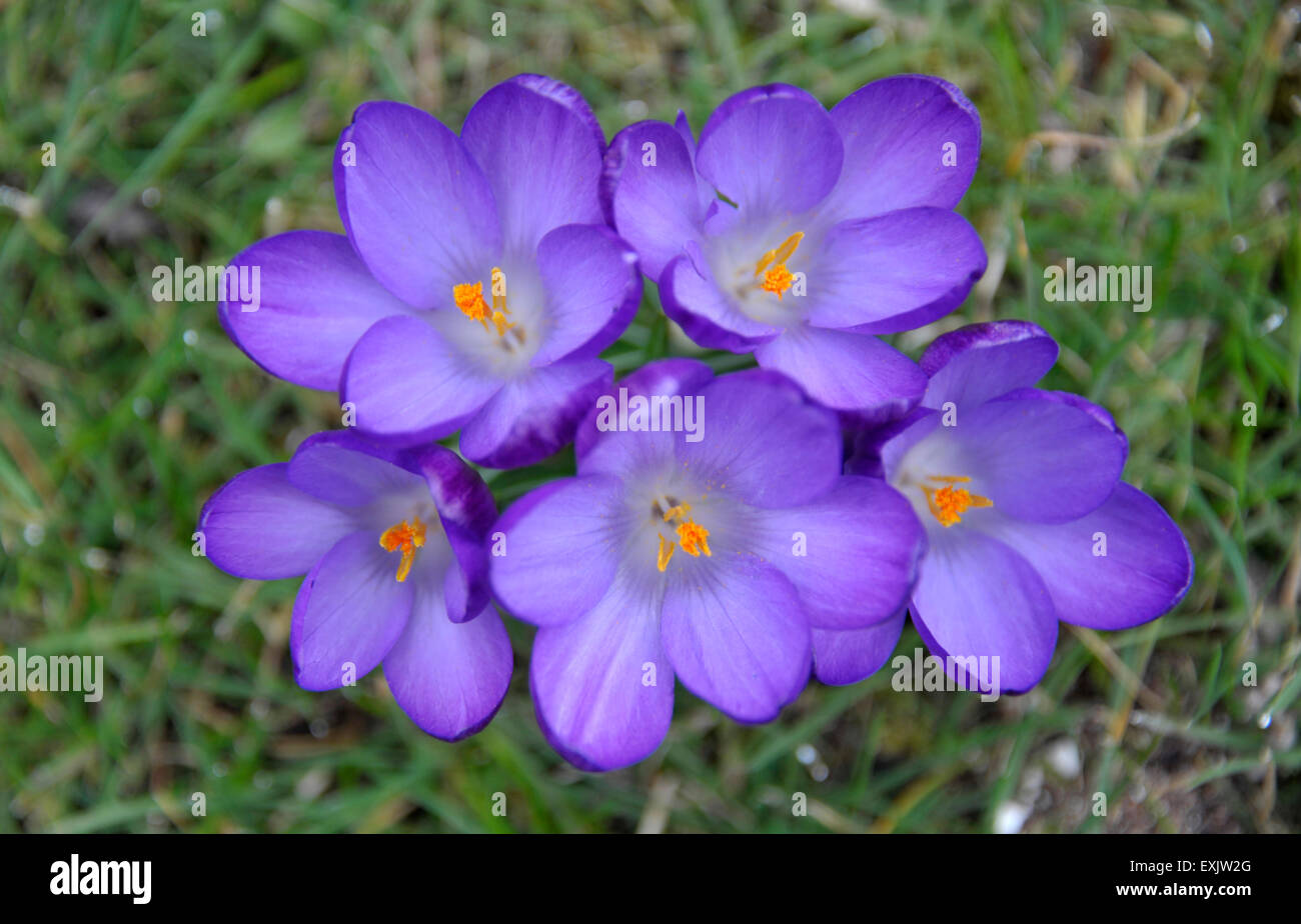 Lawn crocus garden hi-res stock photography and images - Alamy
