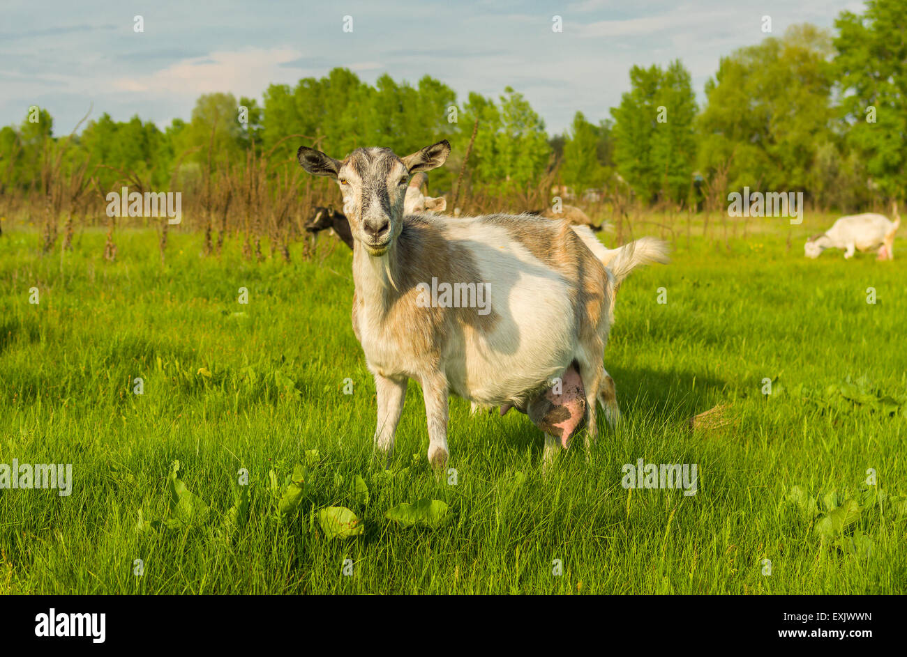 Milk goat hi-res stock photography and images - Alamy