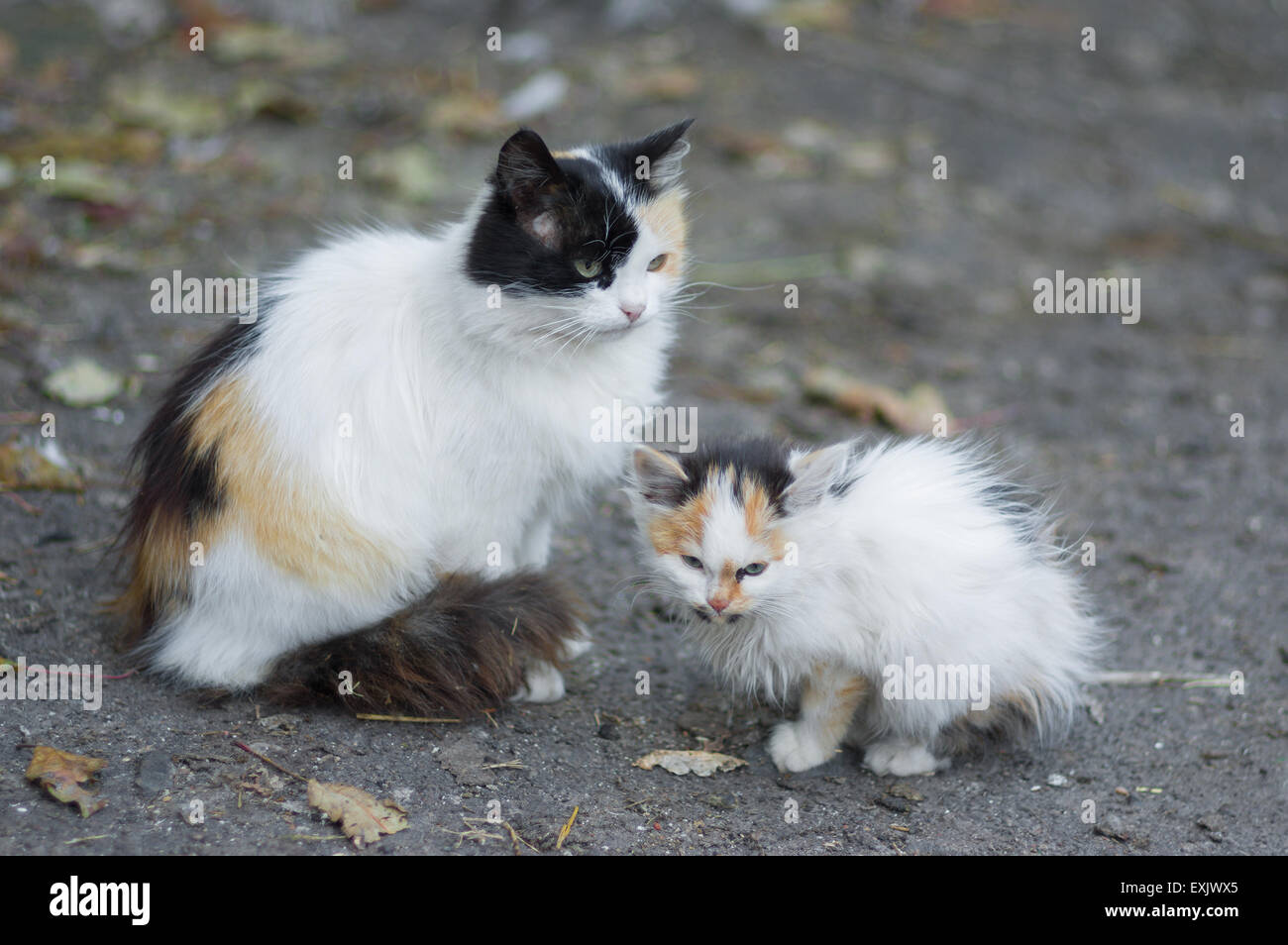 Mother and kitten - two three-colored cat Stock Photo - Alamy