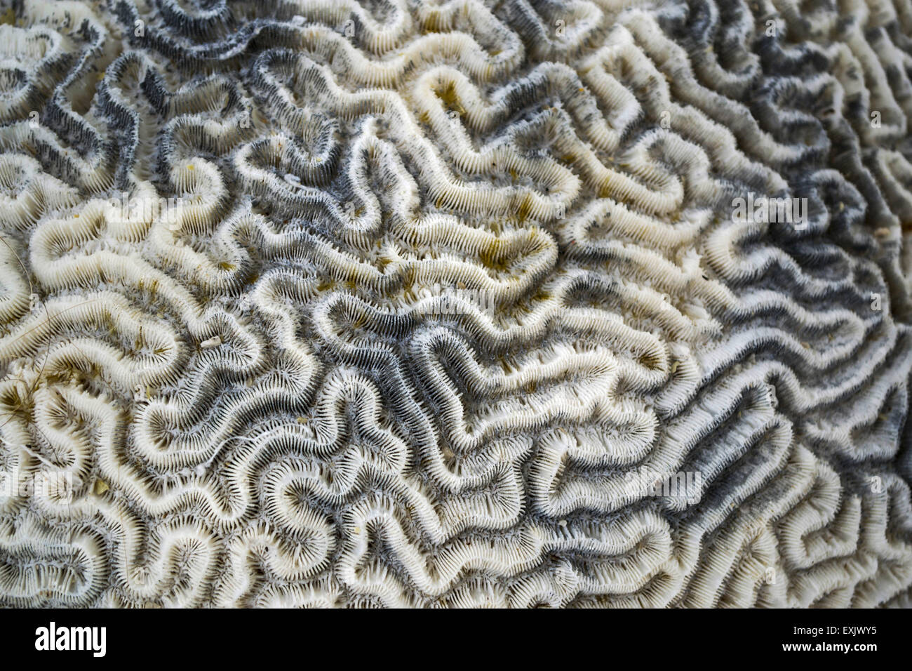 Brain Coral Pattern High Resolution Stock Photography and Images - Alamy
