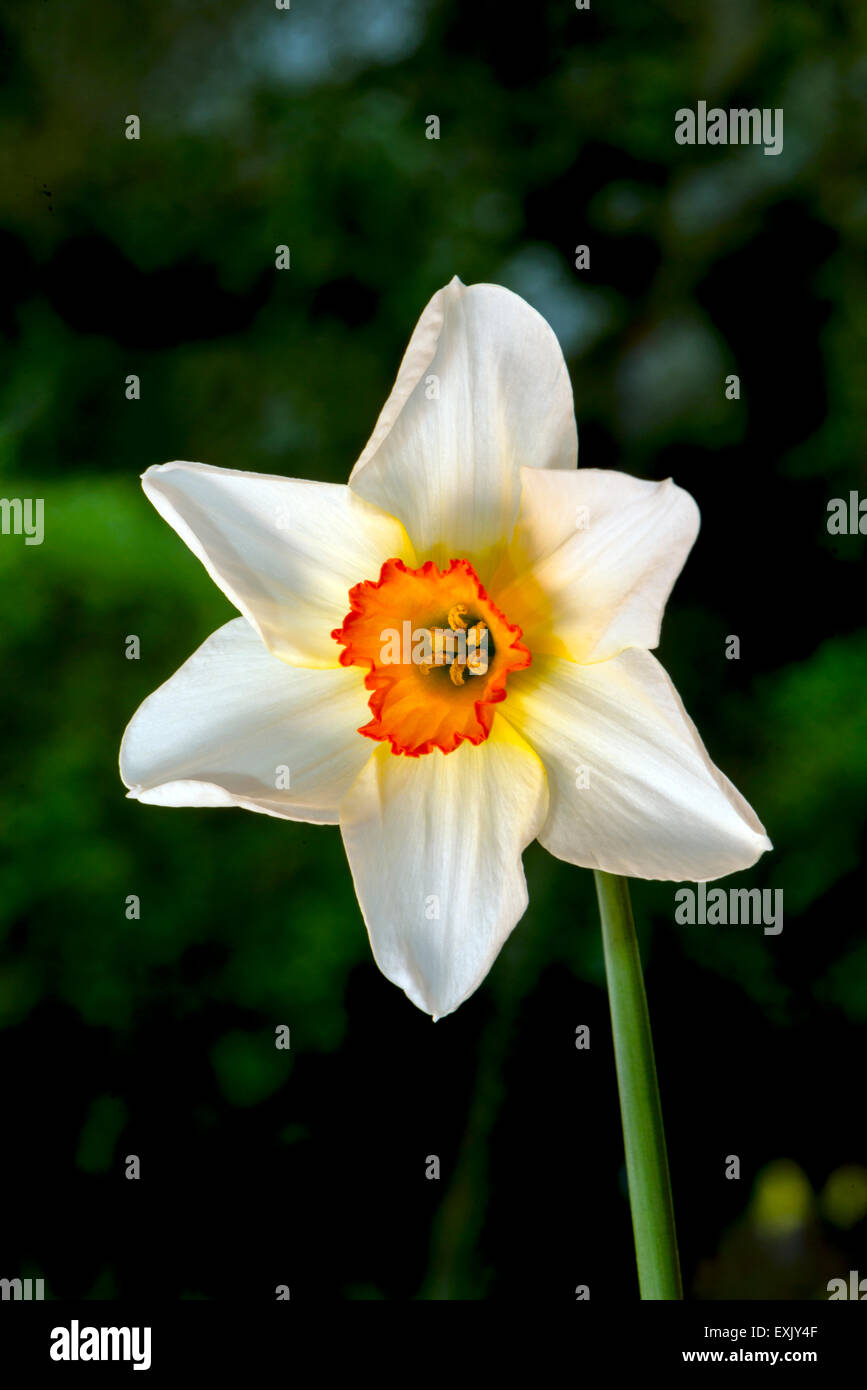 White and orange narcissus Stock Photo - Alamy