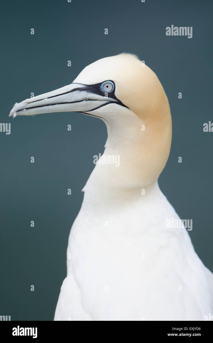 Close portrait of the neck and head of a Gannet (Morus bassanus ...