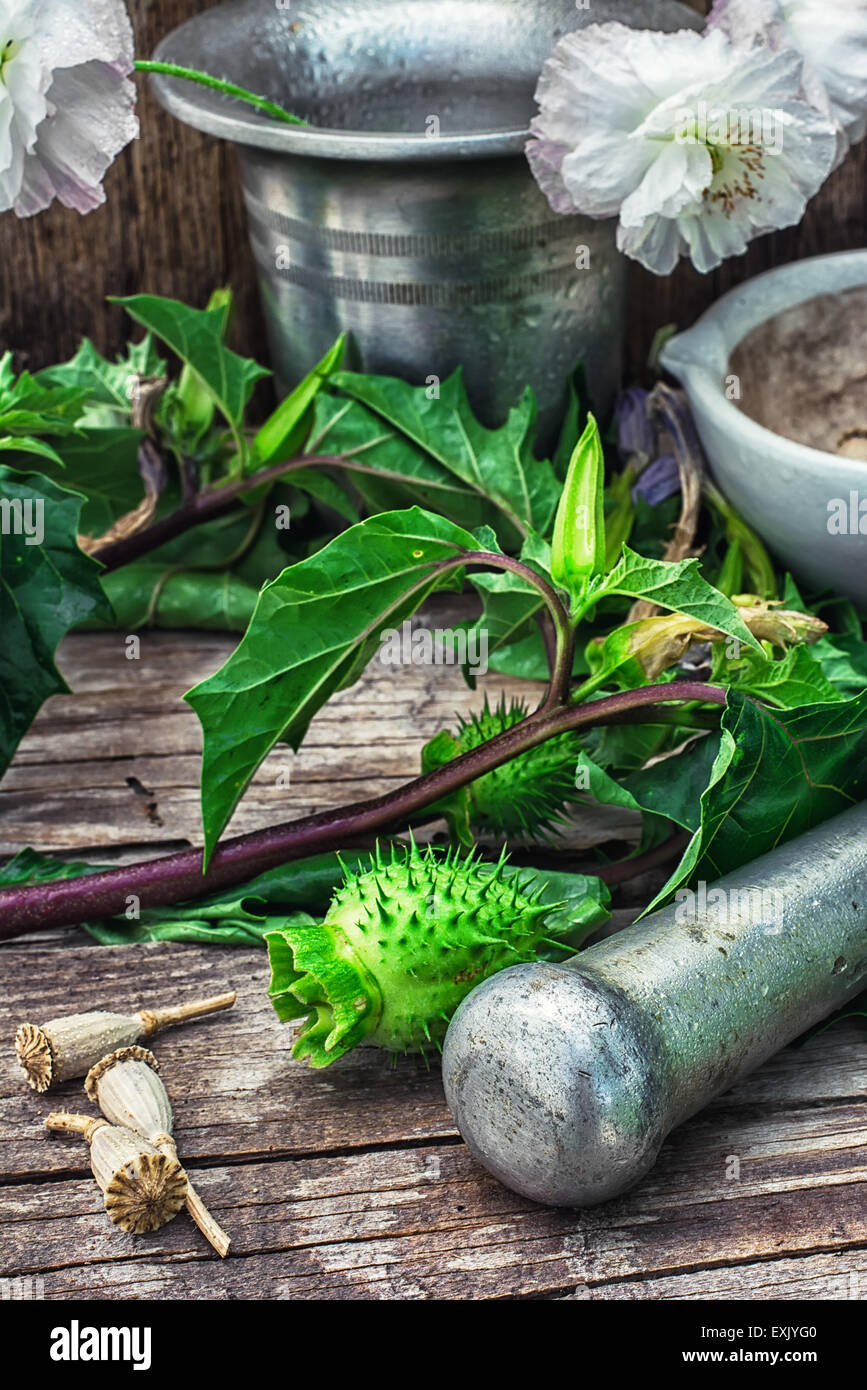 Stems of herbaceous medicinal plants genus Datura Nightshade family ...