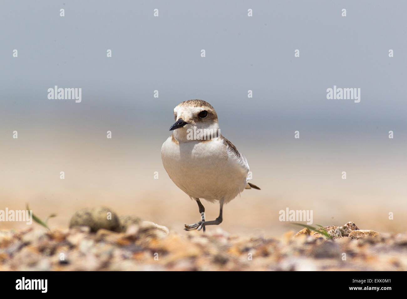 Charadrius alexandrinus stands on hi-res stock photography and images ...
