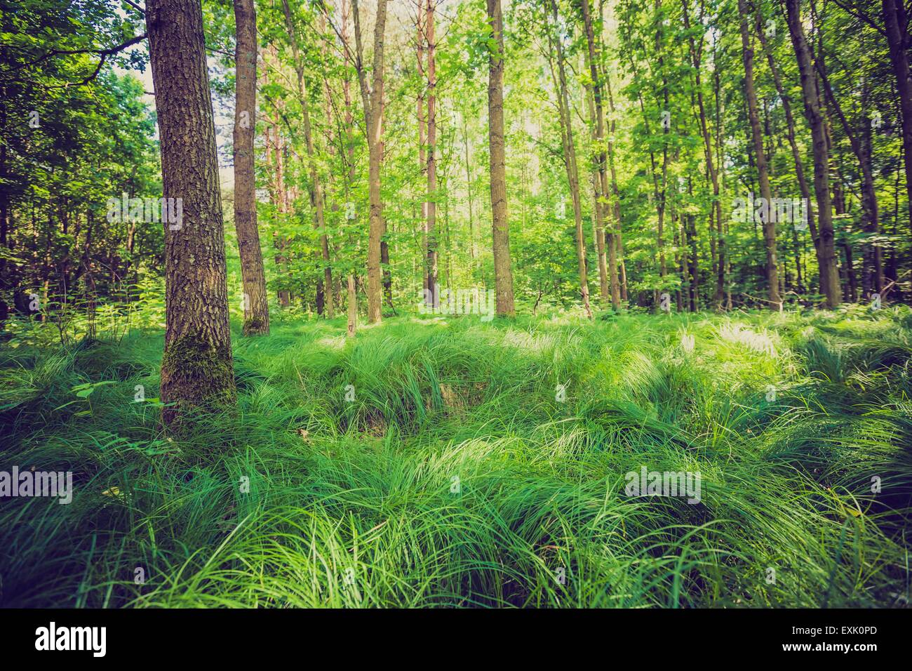 Vintage photo of green summer european forest. Beautiful landscape of ...