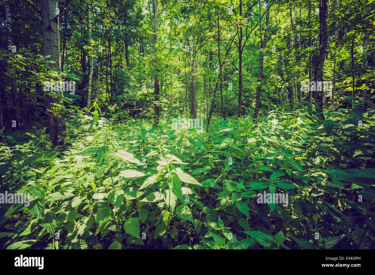 Vintage photo of green summer european forest. Beautiful landscape of ...