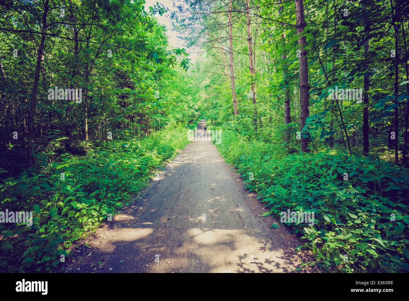 Polish forest hi-res stock photography and images - Alamy