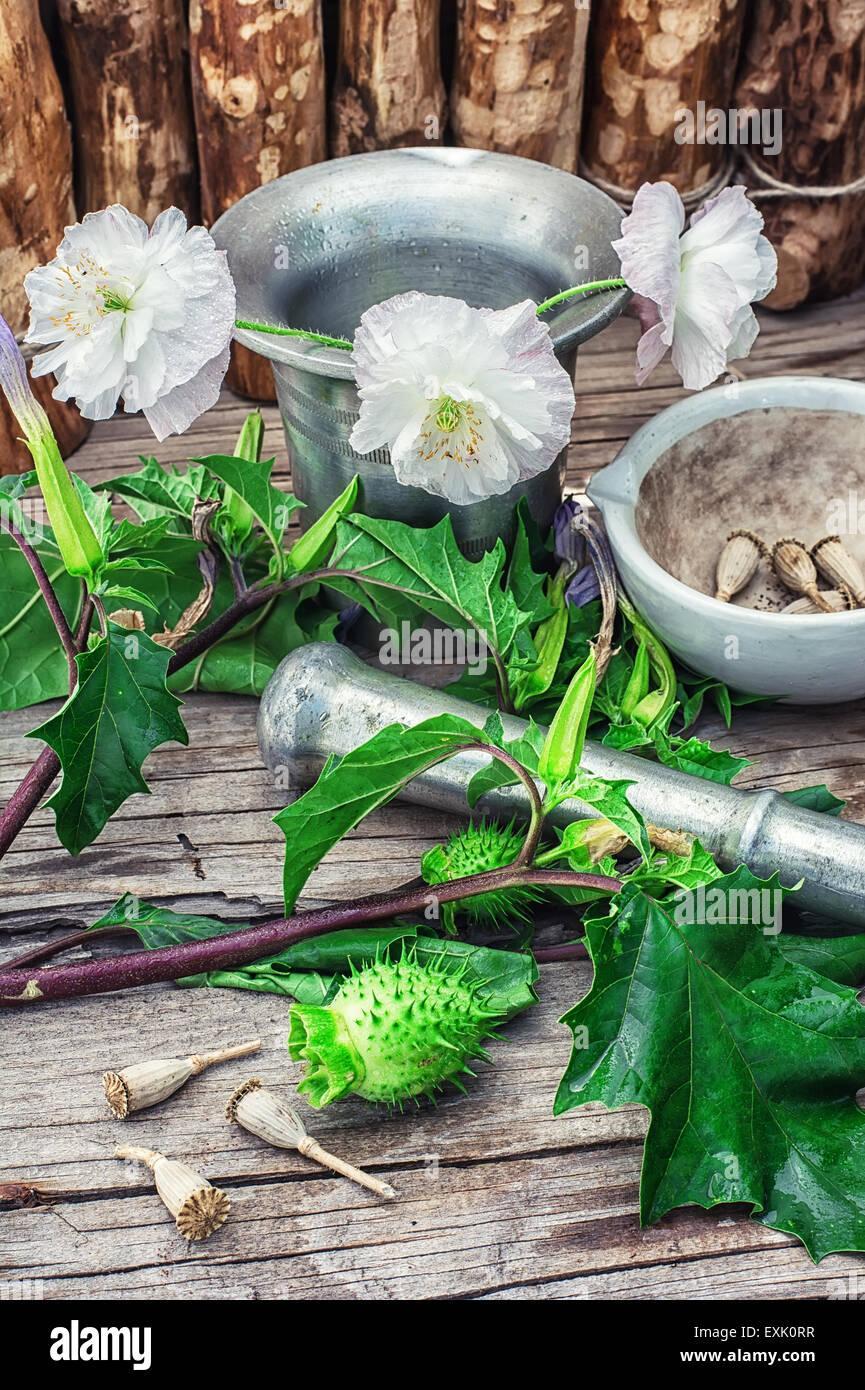 Stems of herbaceous medicinal plants genus Datura Nightshade family ...