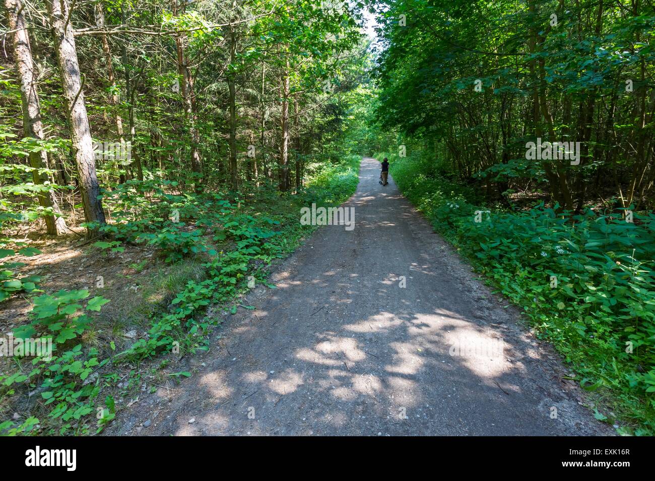 Green summer european forest. Beautiful landscape of polish forest ...