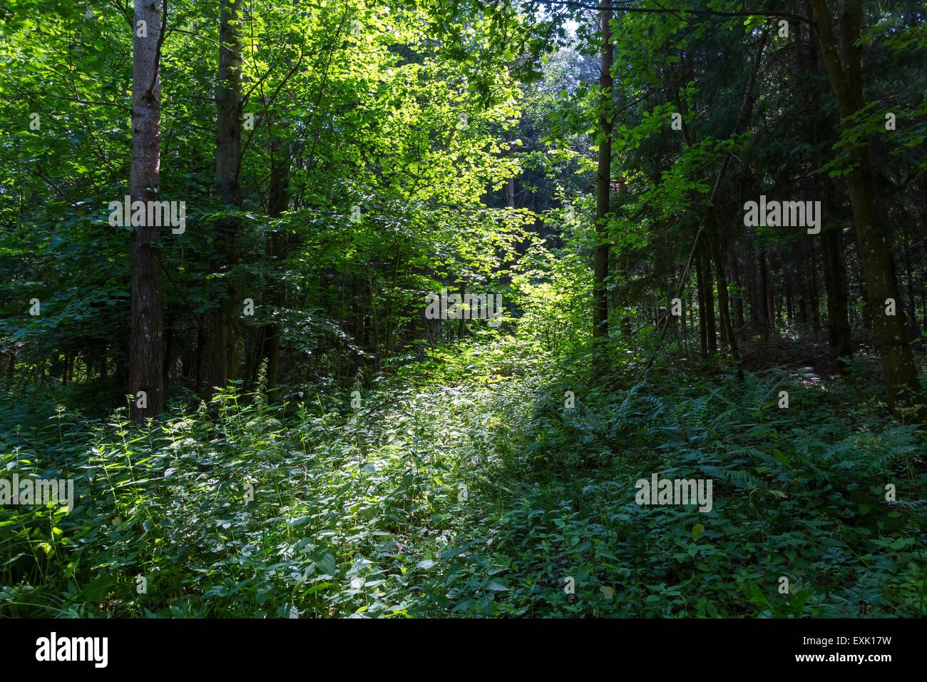 Green summer european forest. Beautiful landscape of polish forest ...