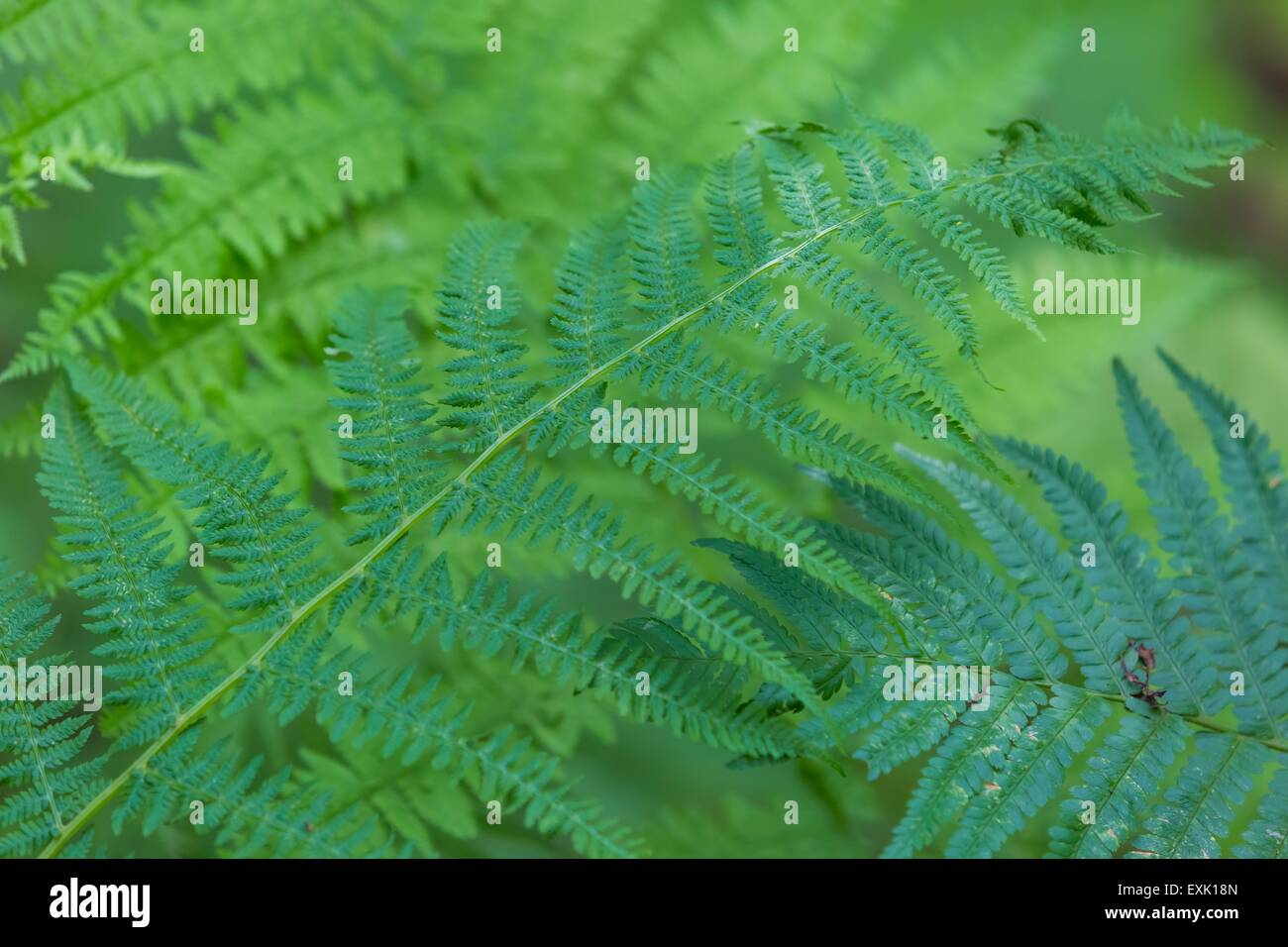 Wild fern growing in forest leaves photographed in european forest in ...