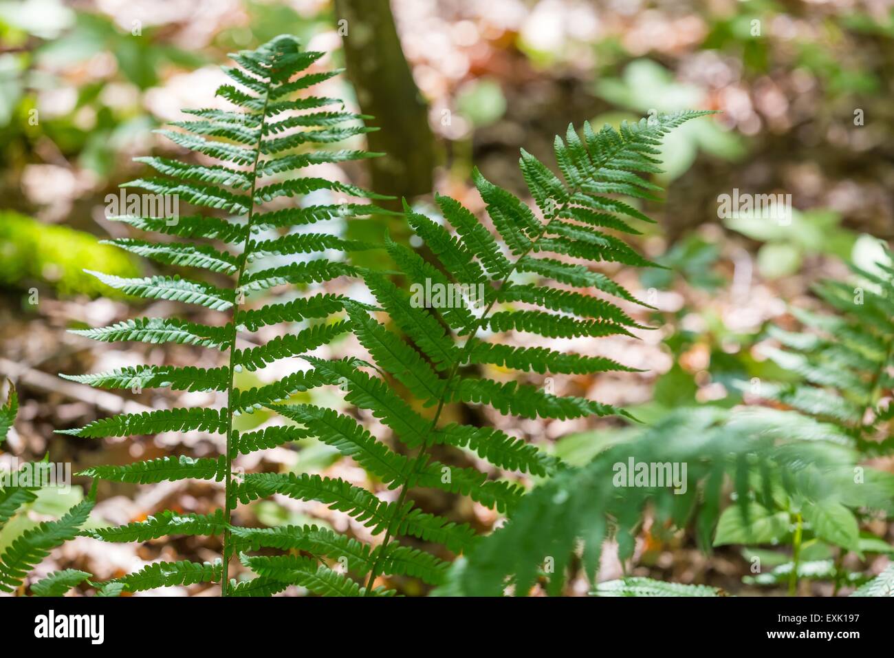 Wild fern growing in forest leaves photographed in european forest in ...