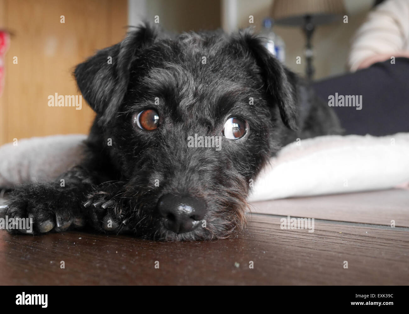 Jackapoo hi-res stock photography and images - Alamy