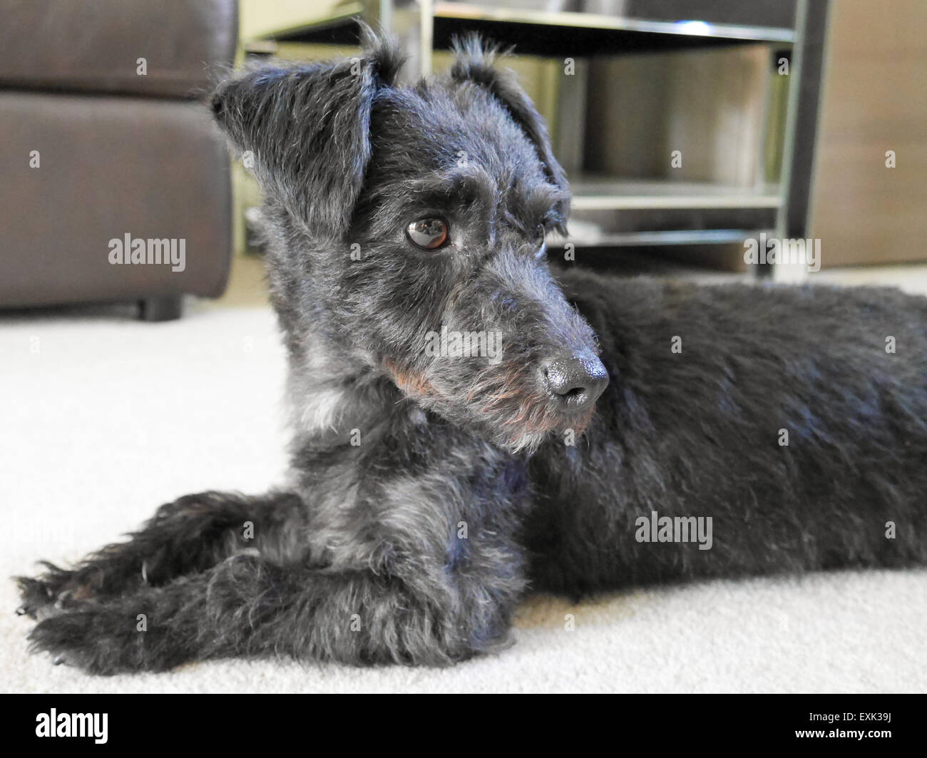 Jackapoo puppy hi-res stock photography and images - Alamy
