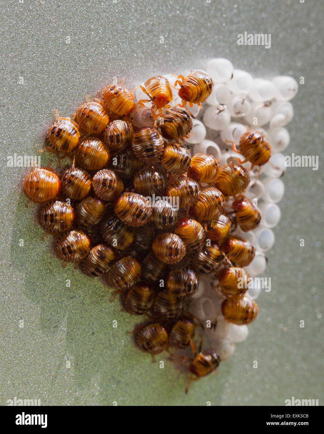 Insect Eggs High Resolution Stock Photography And Images
