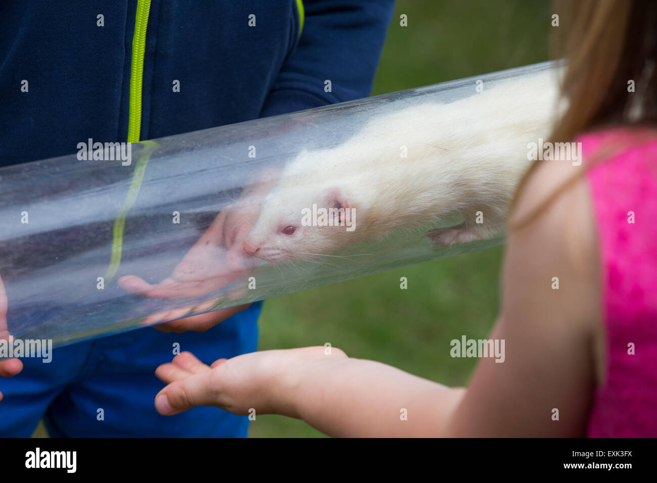 Harrogate, North Yorkshire, UK. 14th July 2015. Ferret racing on the ...