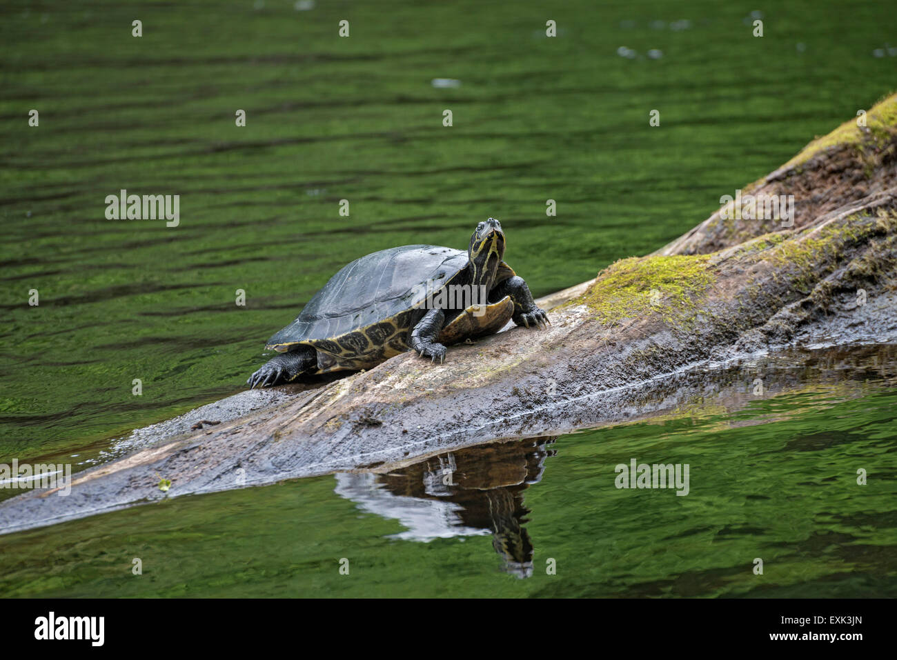 Poe Springs Park is owned by Alachua County and is located along the ...