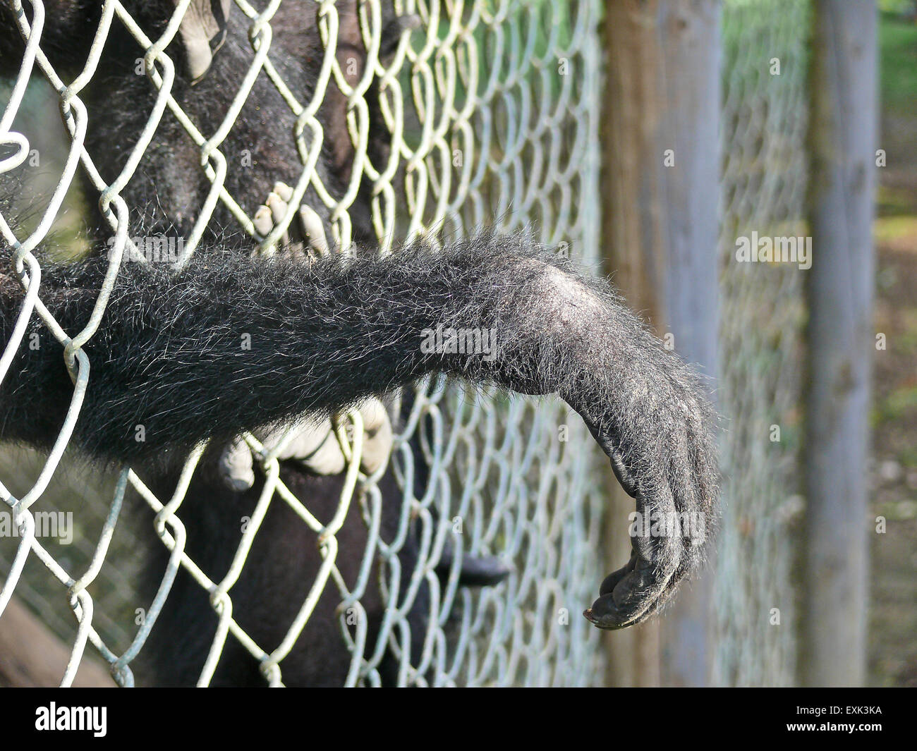 Chimp hand out hi-res stock photography and images - Alamy