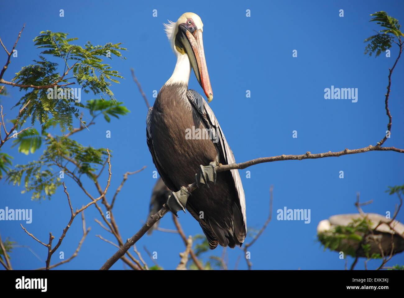 Bird nose hi-res stock photography and images - Alamy