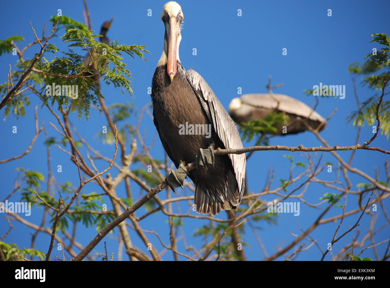 A pelican sitting on a tree against the blue sky Stock Photo - Alamy