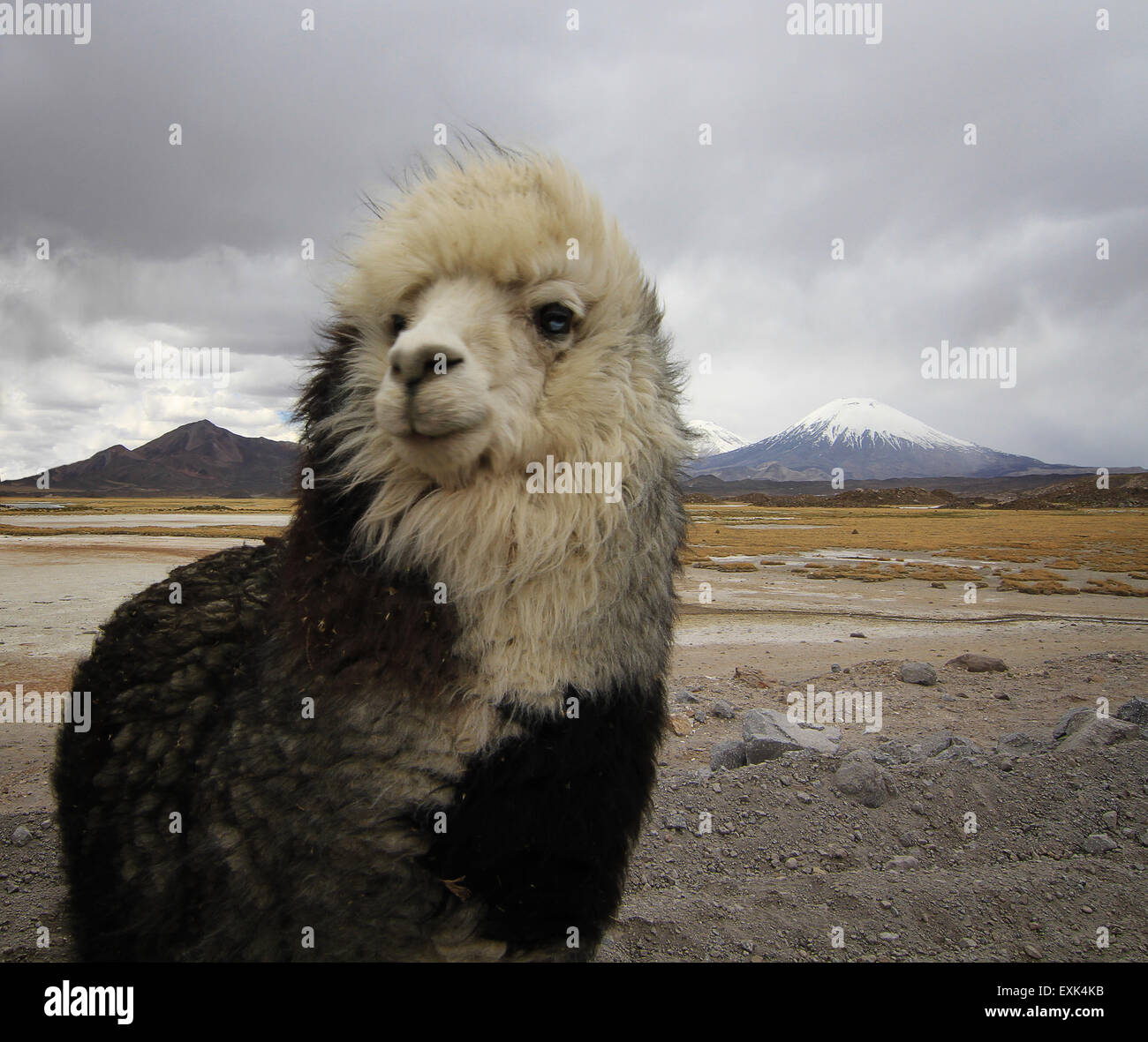 Llama chile hi-res stock photography and images - Alamy