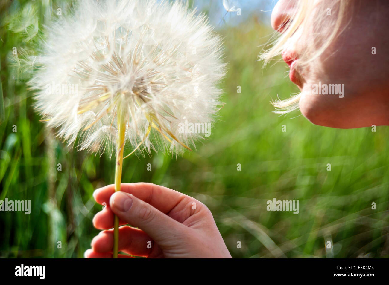 Woman hand blowing dandelion hi-res stock photography and images - Alamy