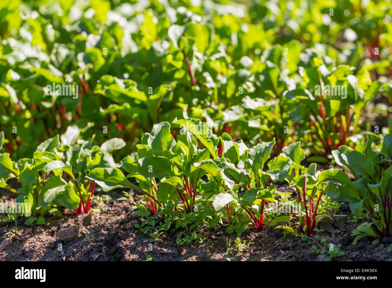 Young beetroots growing in ecologic garden. Beautiful springtime garden ...