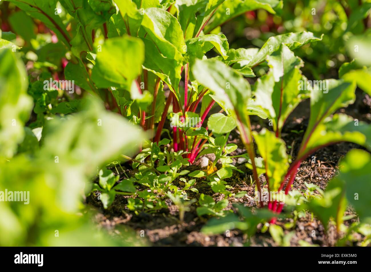 Young beetroots growing in ecologic garden. Beautiful springtime garden ...