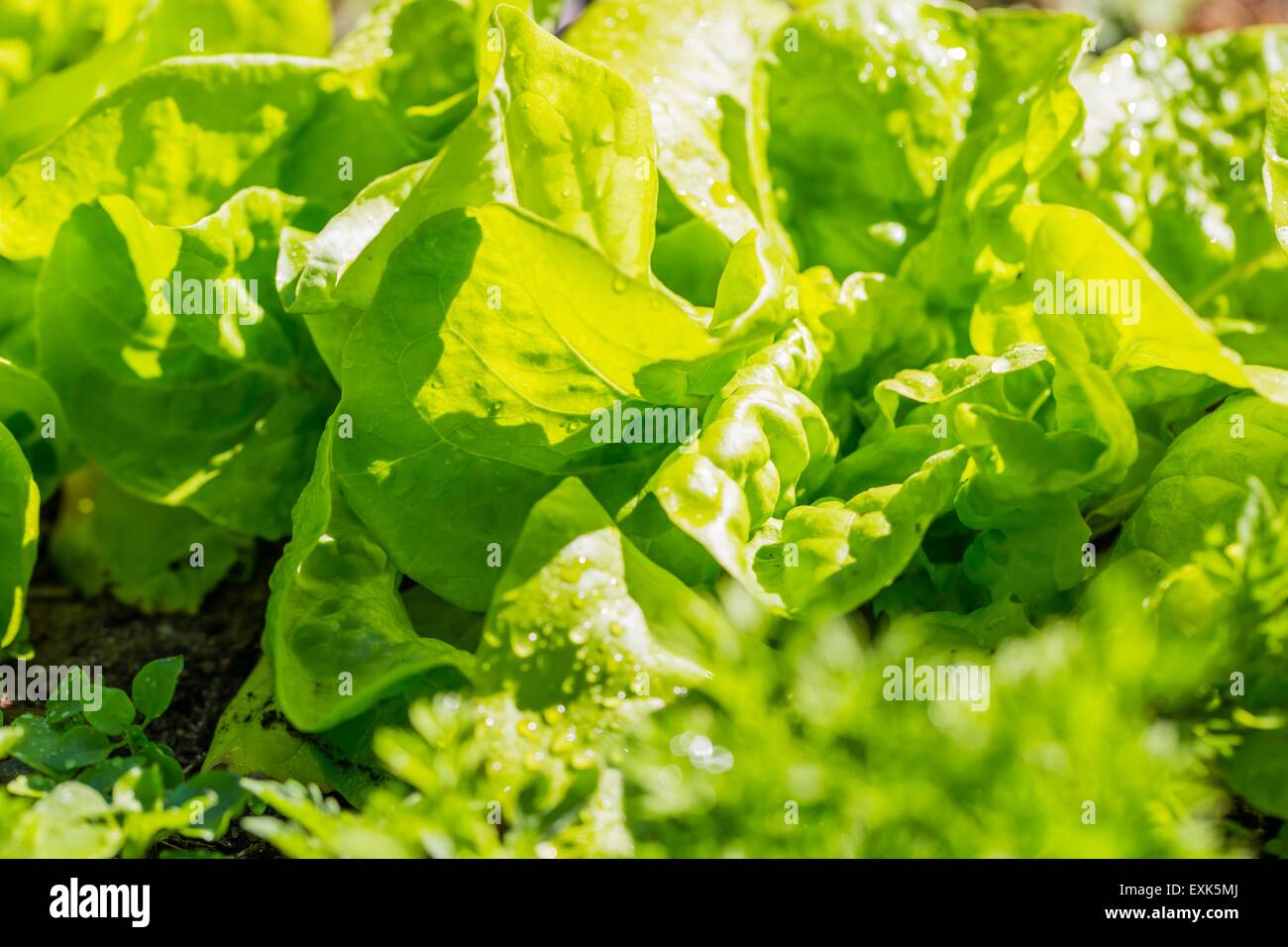 Young lettuce growing in garden. Beautiful green vegetable photo Stock ...