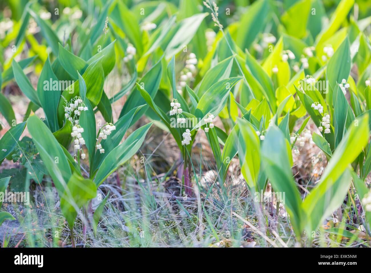 Wild lily of the valley flowers growing in springtime forest Stock ...