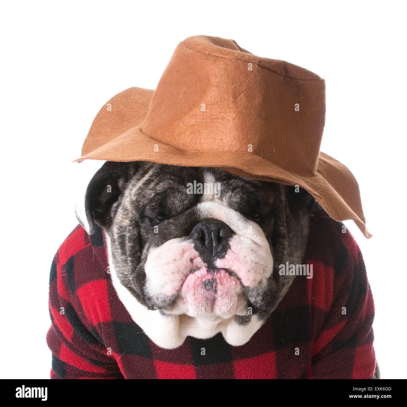 Humanized animal hi-res stock photography and images - Alamy