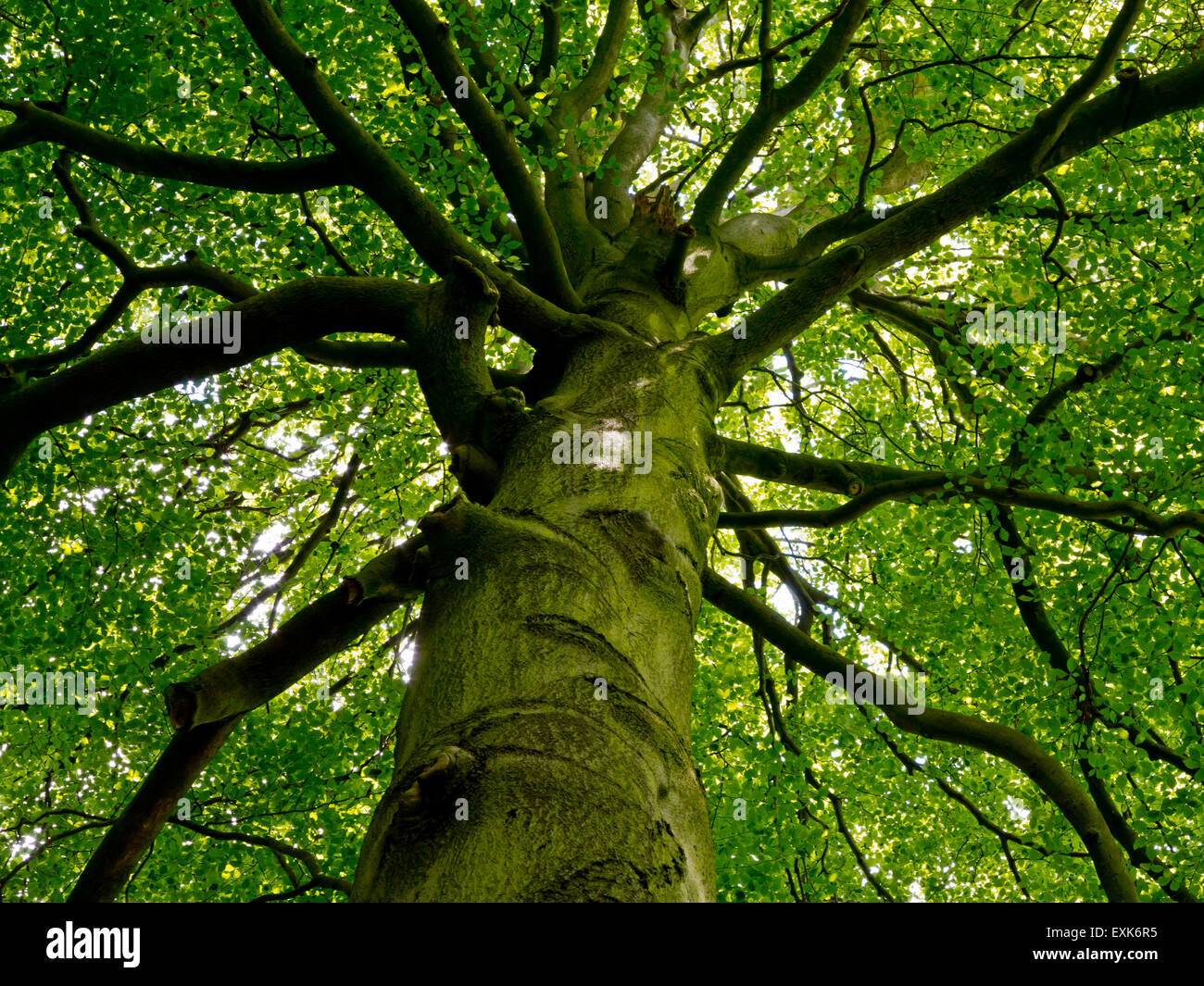View looking up at leaves and branches of beech tree fagus sylvatica a ...