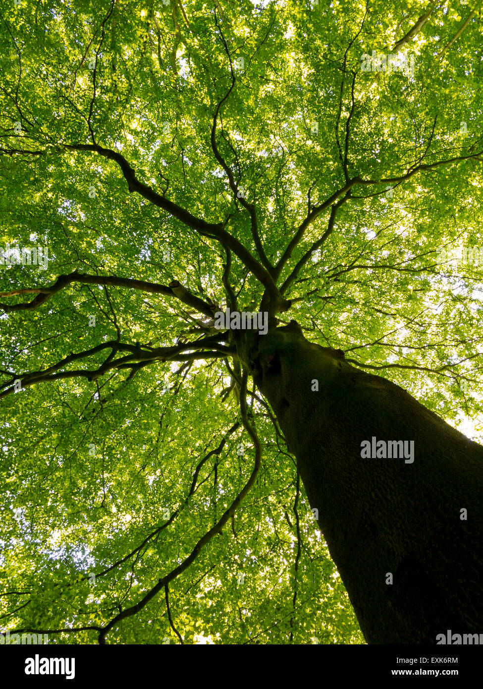 View looking up at leaves and branches of beech tree fagus sylvatica a ...