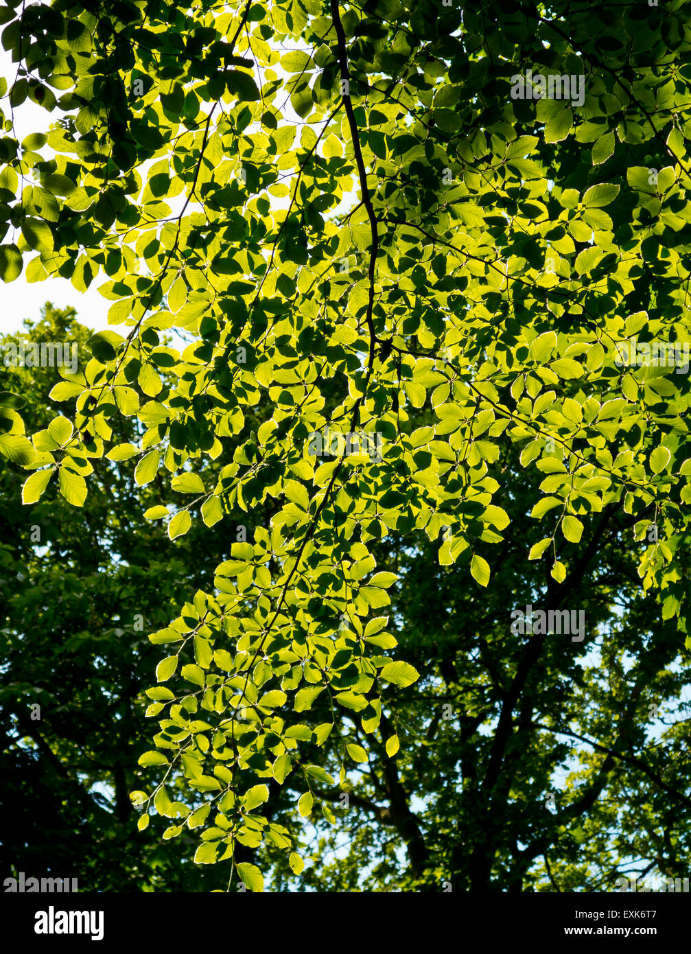 View looking up at leaves and branches of beech tree fagus sylvatica a ...