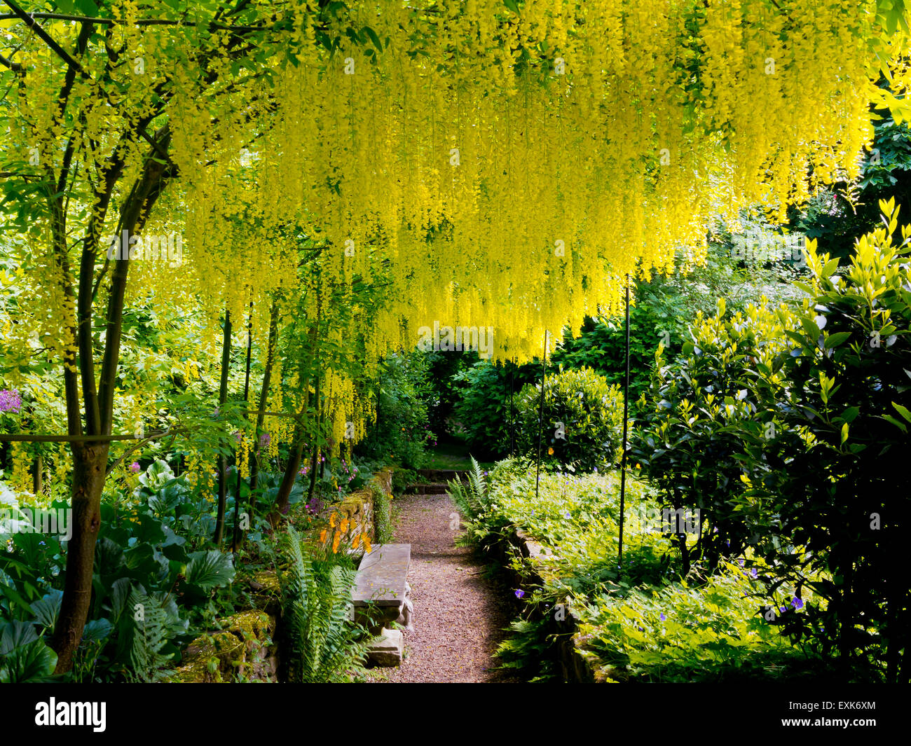 The Laburnum Tunnel in the garden at Renishaw Hall Derbyshire England ...